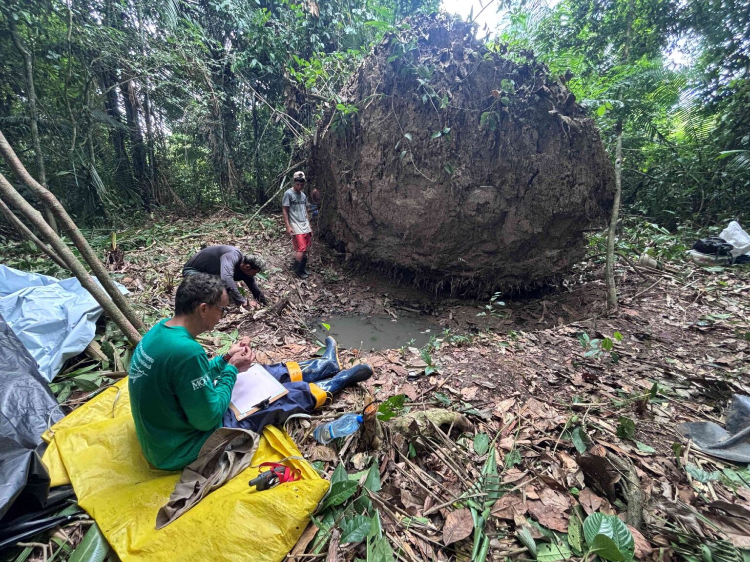 Amazon tree fall reveals pre-Columbian Indigenous burial site in Brazil ...