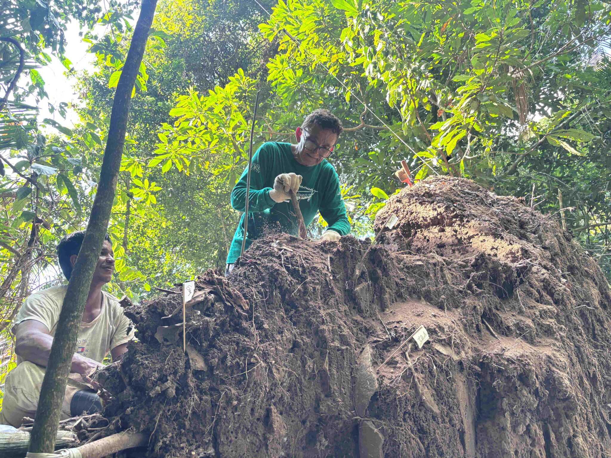 Amazon tree fall reveals pre-Columbian Indigenous burial site in Brazil ...