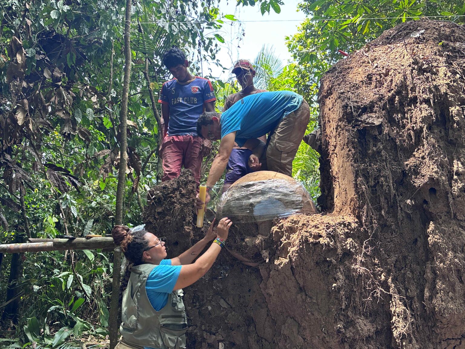 Amazon tree fall reveals pre-Columbian Indigenous burial site in Brazil ...